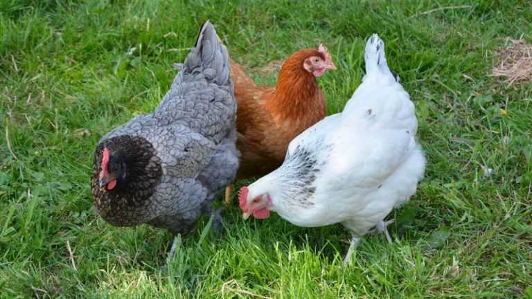 🐔 Colibacilosis Aviar - Enfermedad Bacteriana de las aves