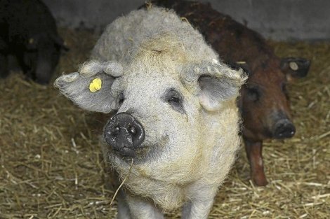 🐷 Raza de Cerdo Mangalica - Principales Características