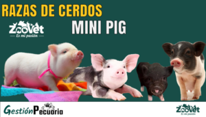 🐷 Raza de Cerdo Mini Pigs (Miniatura) - Características