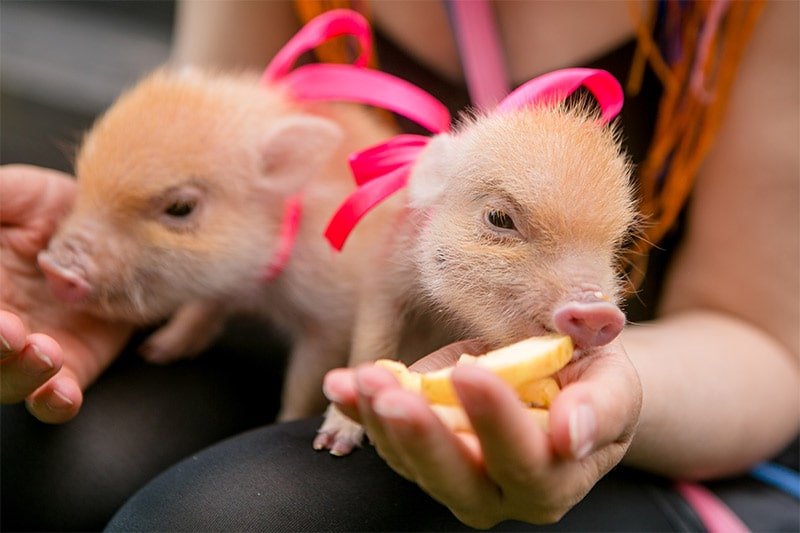 🐷 Raza de Cerdo Mini Pigs (Miniatura) - Características