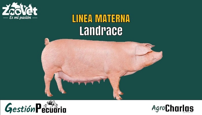 Línea materna de cerdo Landrace
