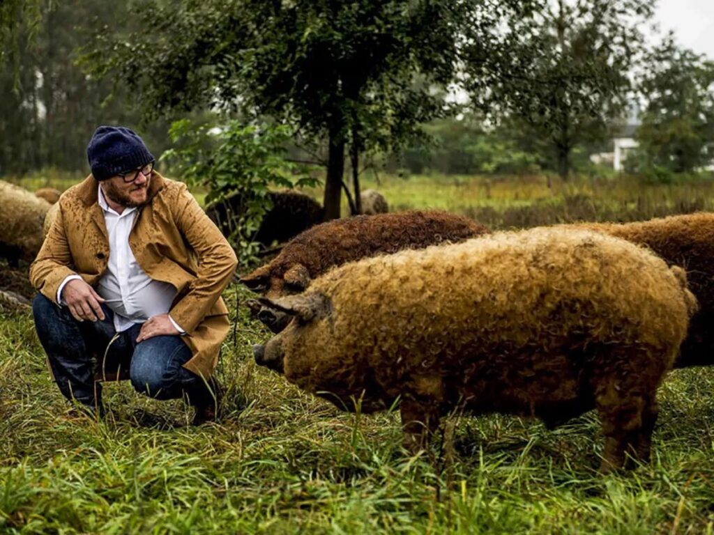 🐷 Raza de Cerdo Mangalica - Principales Características