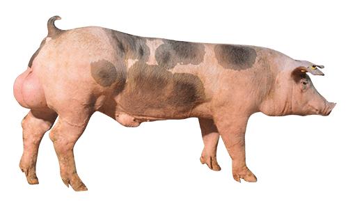 Raza de Cerdo Pietrain Principales Características