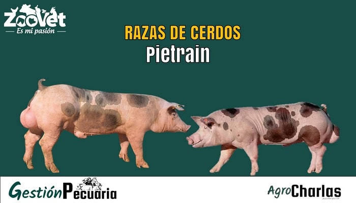 Raza de Cerdo Pietrain Principales Características