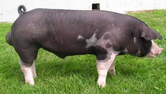 🐷 Raza de Cerdo Poland China - Principales Características