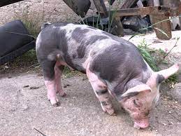 Raza de Cerdo Pietrain Principales Características