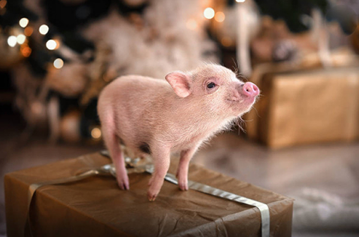 🐷 Raza de Cerdo Mini Pigs (Miniatura) - Características