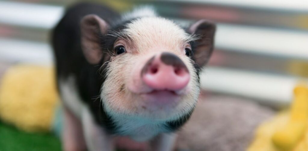 🐷 Raza de Cerdo Mini Pigs (Miniatura) - Características