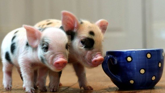 🐷 Raza de Cerdo Mini Pigs (Miniatura) - Características