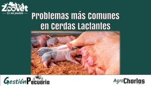 Qué es la Producción Porcina 【Información Completa】