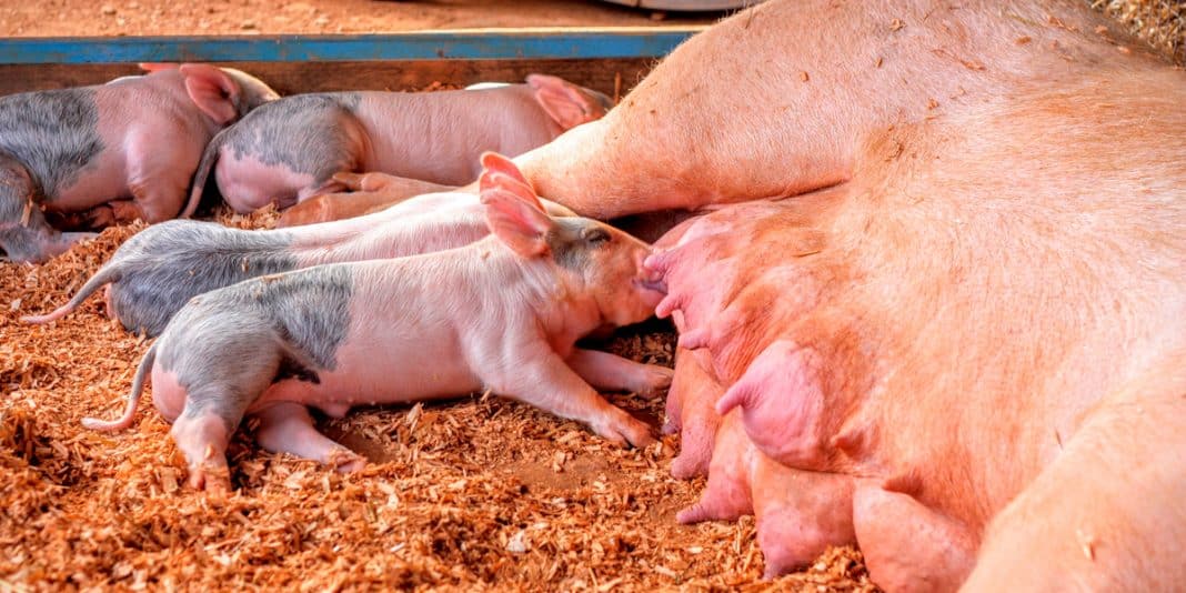 La importancia de la reproducción en porcino