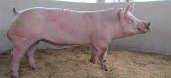 🐷Raza de Cerdo Large White - Parametros productivos de la raza