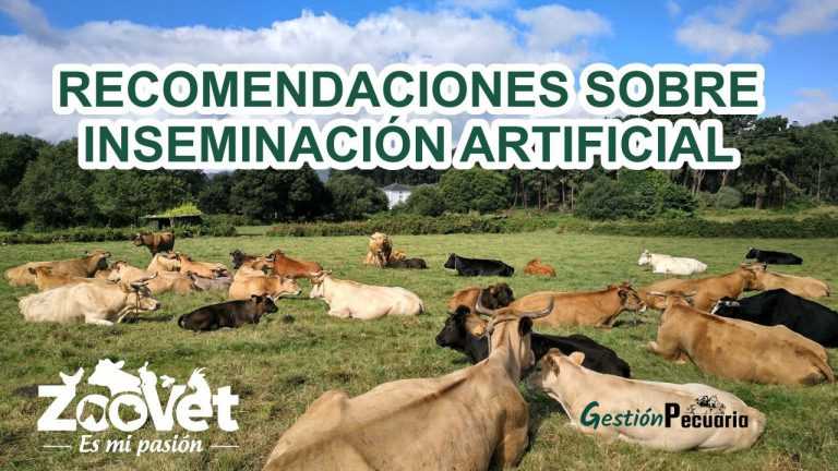 Pubertad en la Ganadería Bovina: Conozca cuándo se presenta y sus ...