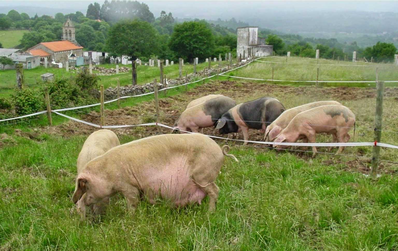 🐷Manejo de Cerdas Primerizas - Pasos a tener en cuenta