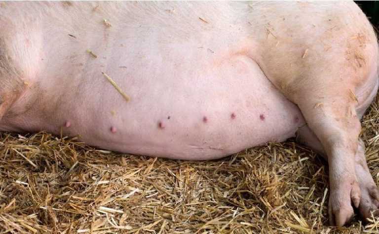 🐷 Gestación De La Cerda - Manejo y cuidados de la cerda