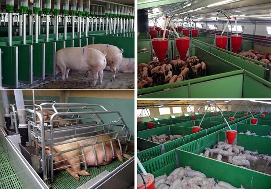 🐷 Sistemas de Explotación Porcina Semi-Intensiva