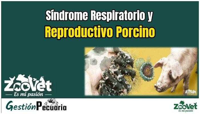 🐷 Síndrome Respiratorio y Reproductivo Porcino