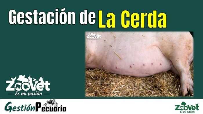 🐷 Gestación De La Cerda - Manejo y cuidados de la cerda