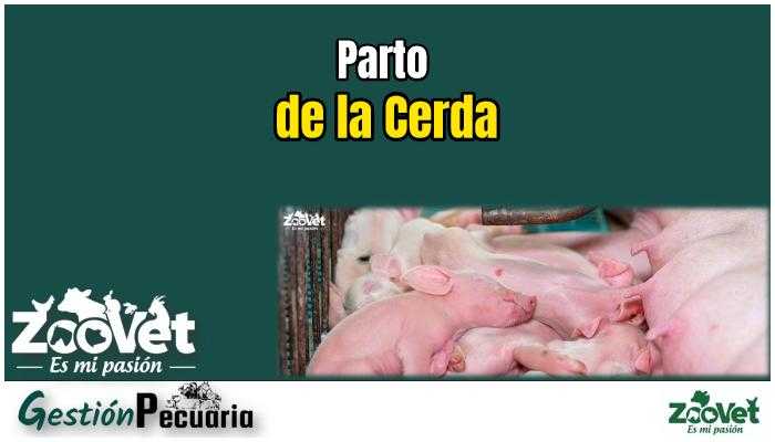 🐷 El parto de la Cerda