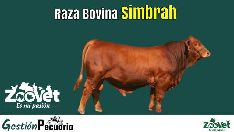 Raza Bovina Simbrah - Características productivas y reproductivas
