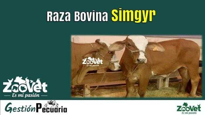 Raza Bovina Simgyr - Cracteristicas productivas y reproductivas