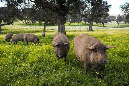 🐷 Uso de Pastoreo racional en Cerdos - Una herramienta estratégica