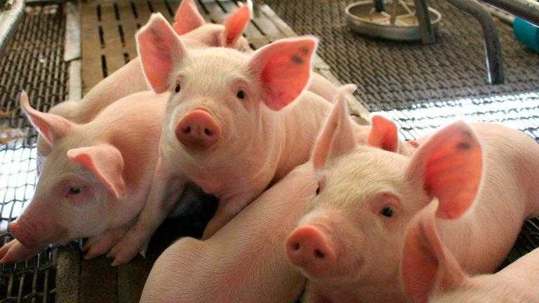 🐷 Situaciones de estrés en cerdos - Problemas más comunes