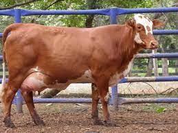 Raza Bovina Simgyr - Cracteristicas productivas y reproductivas