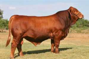 Raza Bovina Simbrah - Características productivas y reproductivas