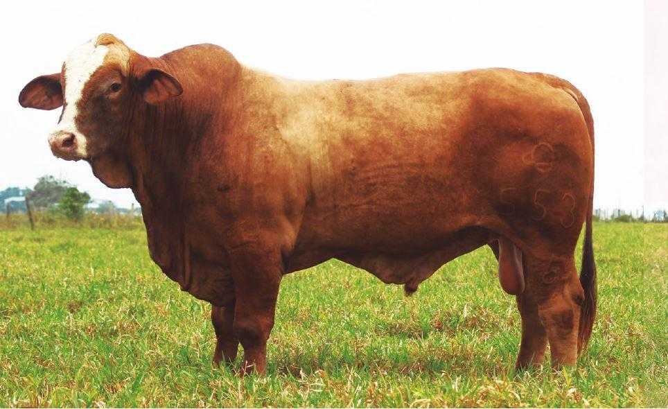 Raza Bovina Simbrah - Características productivas y reproductivas