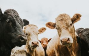 Pododermatitis Bovina - Enfermedades de los Bovinos