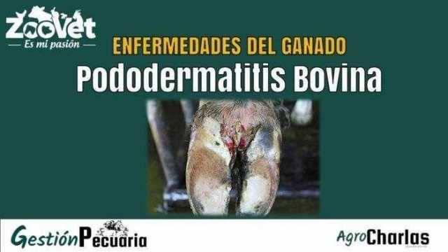 Pododermatitis Bovina - Enfermedades de los Bovinos