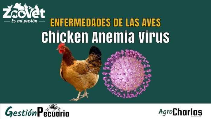 🐔 Chicken Anemia Virus - Enfermedad Bacteriana de las aves