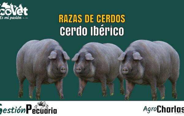 🐷 Conoce la Raza de Cerdo Yorkshire (Informacion completa)