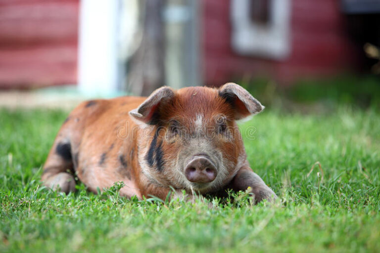 Razas de Cerdos y Sus Características