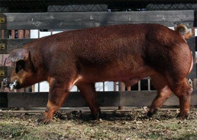 Raza de Cerdo Duroc Jersey