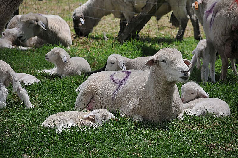 🐑 Manejo de los Ovinos - Zootecnia y Veterinaria es mi Pasión