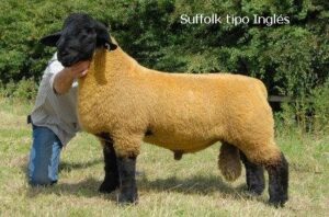 Raza Ovina Suffolk - Caracteristicas Principales