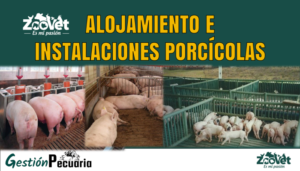 Qué es la Producción Porcina 【Información Completa】