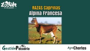 Raza Caprina Alpina Francesa - Raza lechera por excelencia