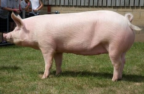 🐷 Raza de Cerdo Large White - Parametros productivos