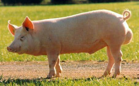 🐷 Raza de Cerdo Large White - Parametros productivos