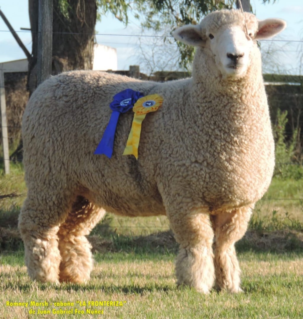 Raza ovina Romney Marsh - Caracteristicas Principales