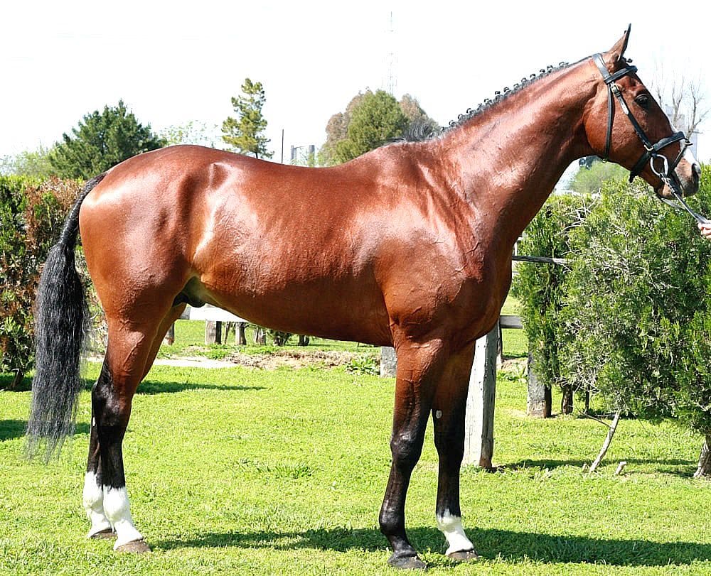 Raza de Caballo Árabe - Caracteristicas Principales