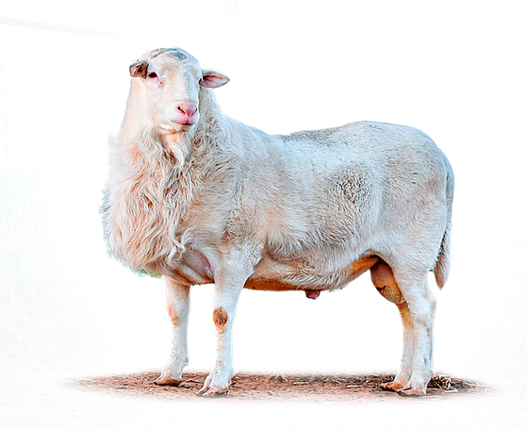 Razas Ovinas 【Conozca las principales razas】