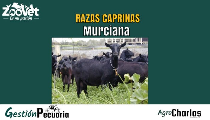 Raza de cabra Murciana - Extraordinaria productora de leche