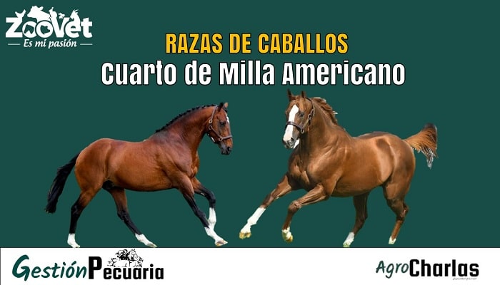 Raza de Caballo Cuarto de Milla Americano - Caracteristicas