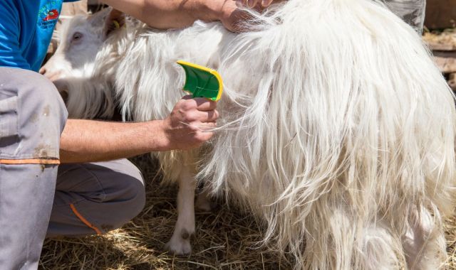 Raza caprina Kasmir - Productora de una fibra muy costosa