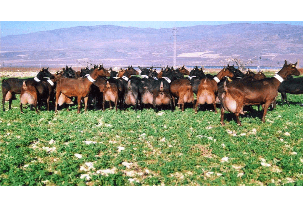 Raza de cabra Murciana - Extraordinaria productora de leche
