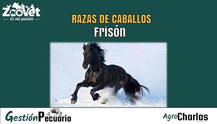 Raza de Caballo Frisón - Caracteristicas Principales